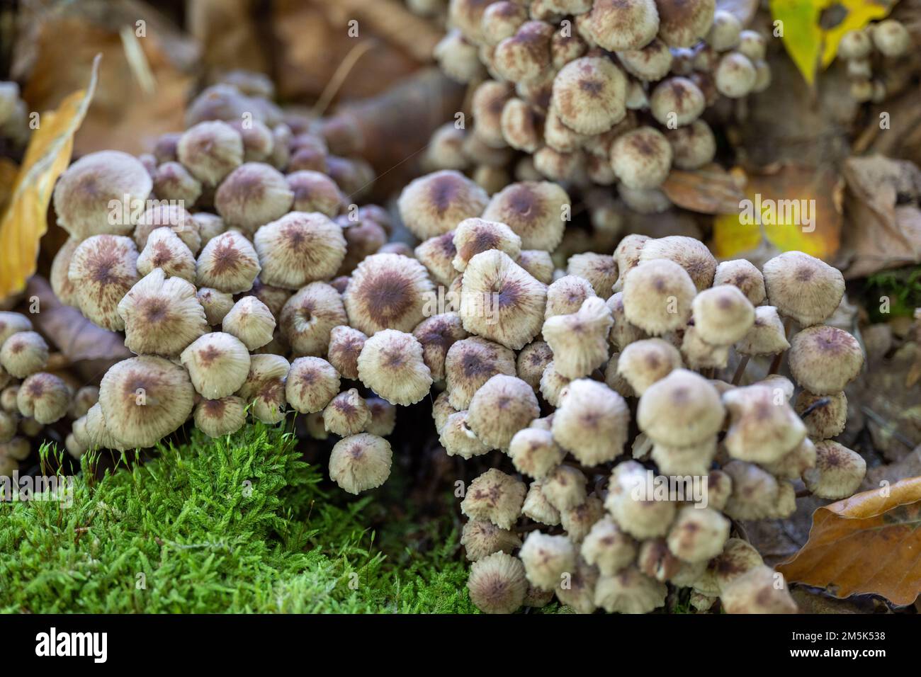 Fairy incap mushrooms hi-res stock photography and images - Alamy