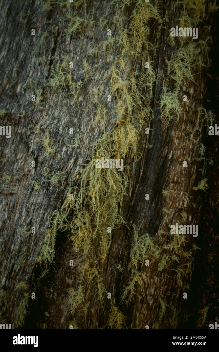 A vertical closeup of a trunk of a tree covered with moss Stock Photo ...
