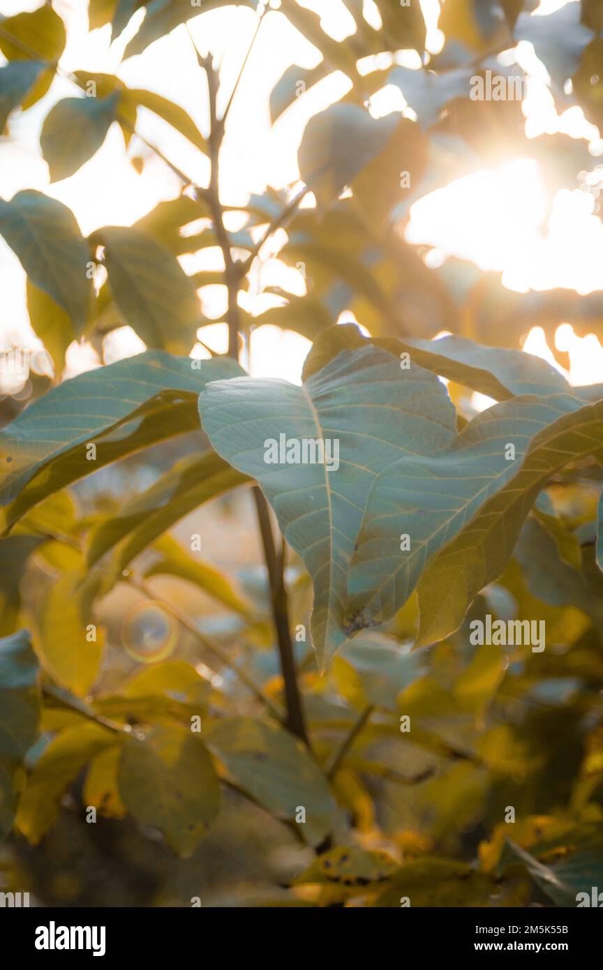 A vertical shot of breathtaking view of sunlight shining through green ...