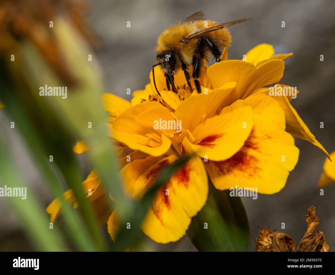 A Bumble-Bee with yellow and golden hairs Stock Photo - Alamy