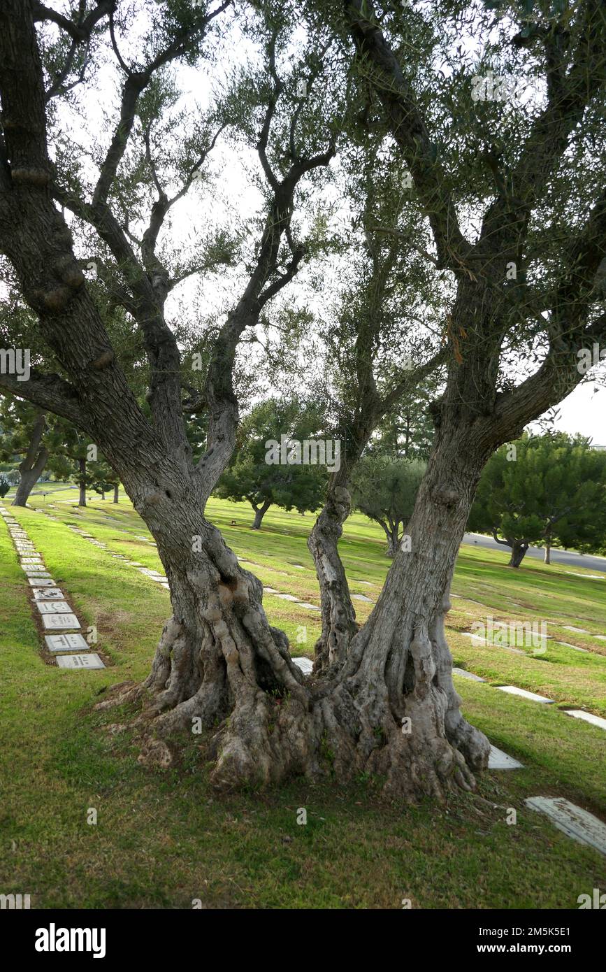 Los Angeles, California, USA 22nd December 2022 Tree at Mount Sinai ...