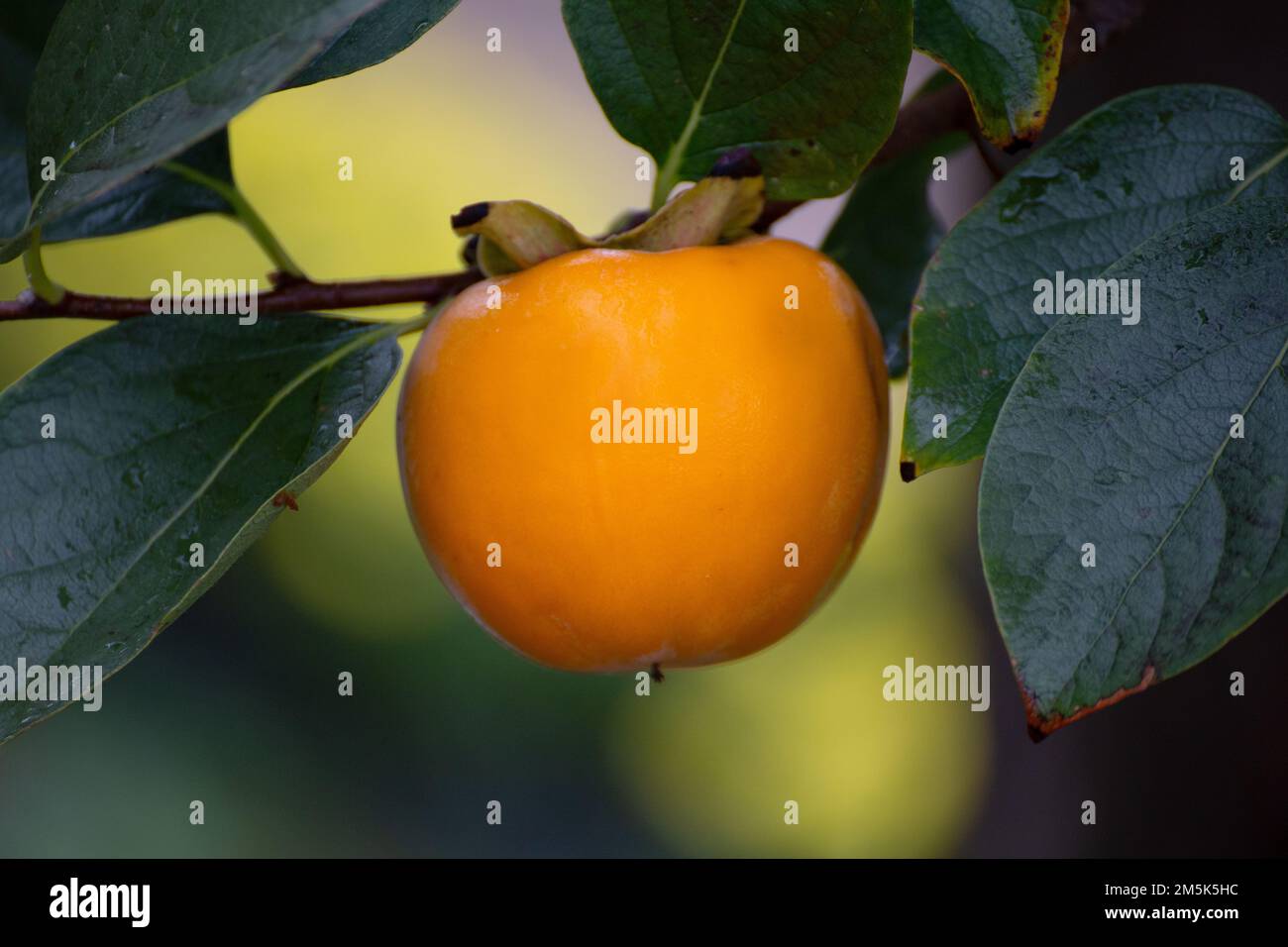the fruit of the persimmon Stock Photo - Alamy