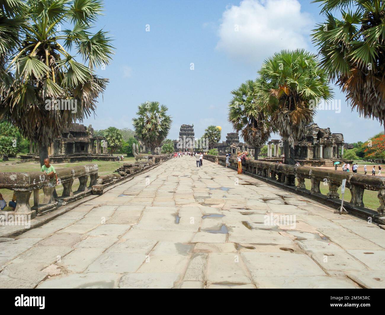 An image of a path with tourists, with Asian Palmyra palms on both ...
