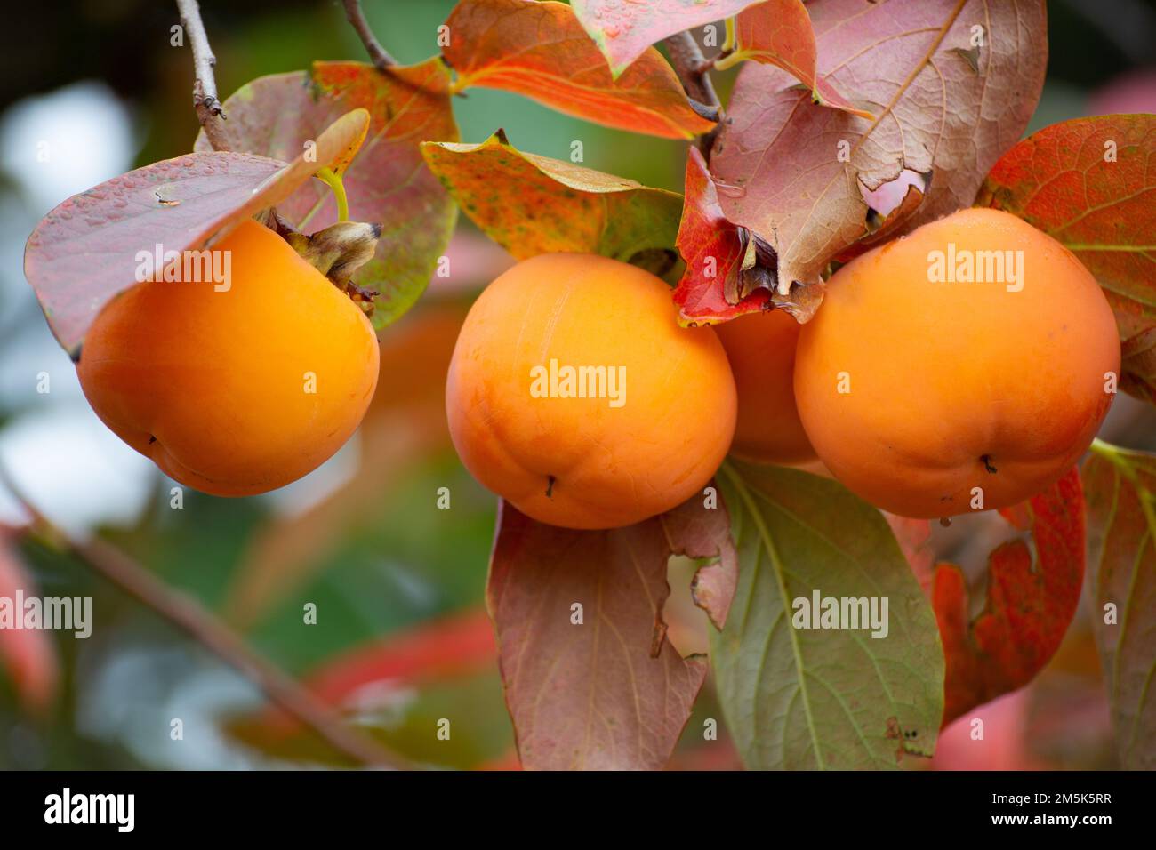 the fruit of the persimmon Stock Photo - Alamy