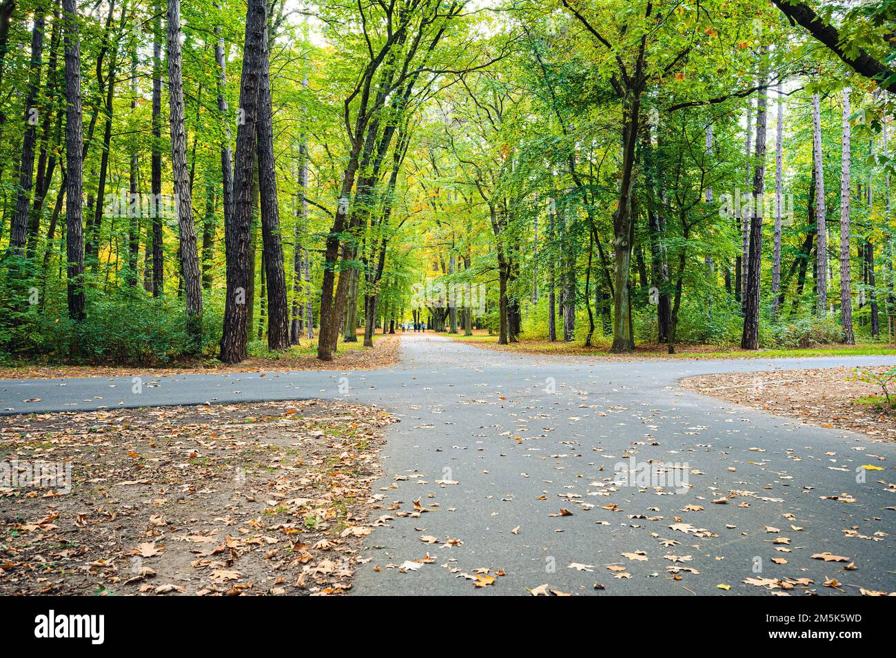A beautiful scenery of a crossroad and green trees in a forest at ...