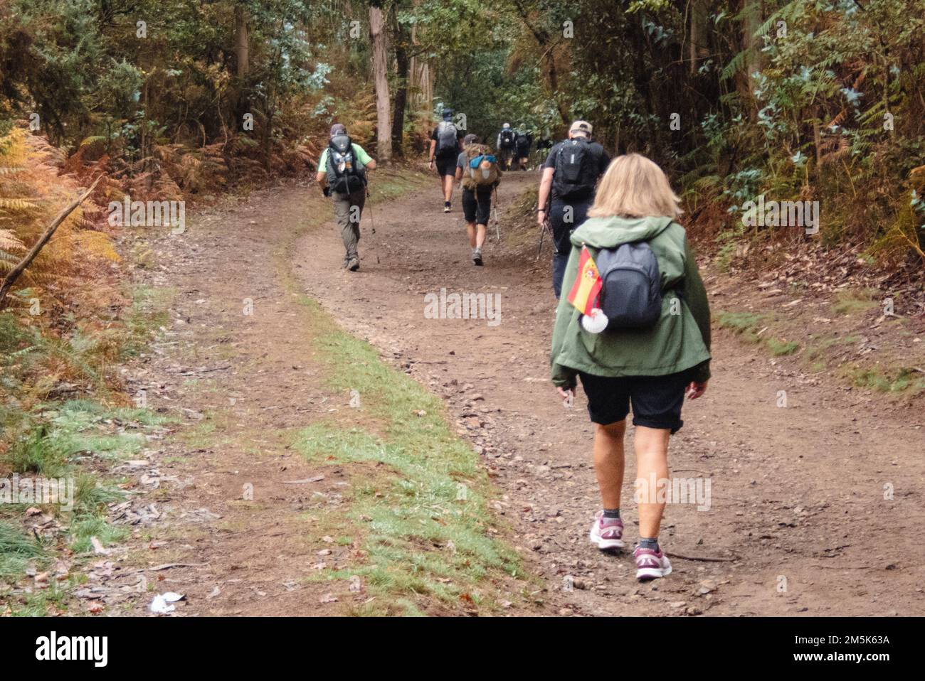 Pilgrims in an lush green forest with fern and eucalyptus on the last ...