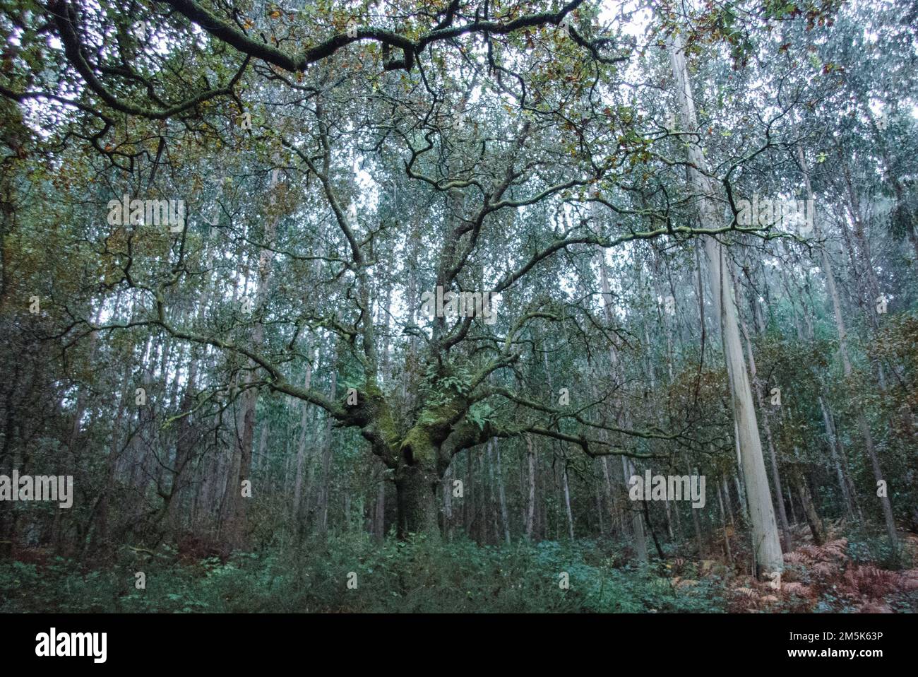 A knobby, old oak tree on the Way of St. James in a forest full of fast ...