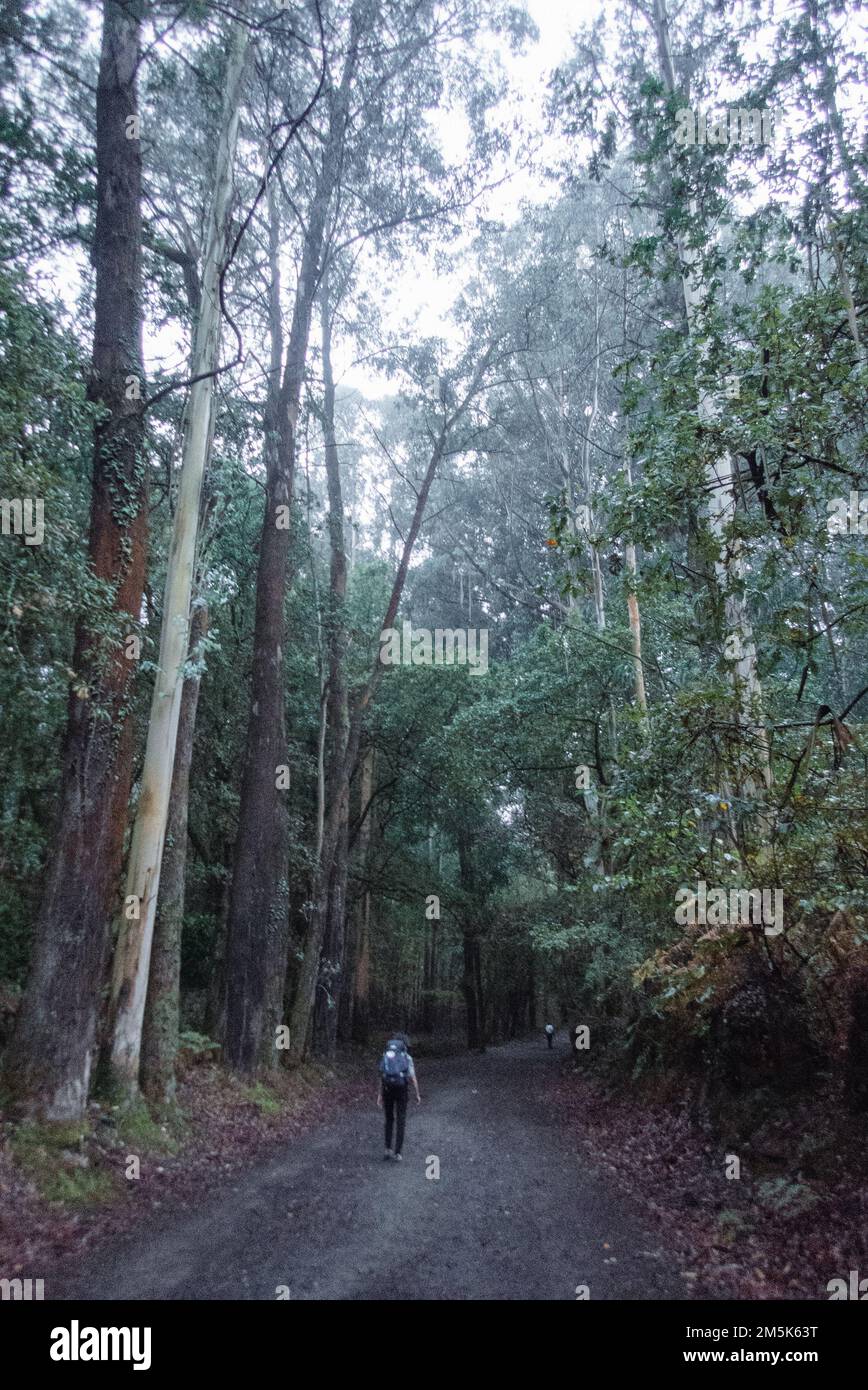 A pilgrim on the Way of St. James through a forest of eucalyptus trees ...