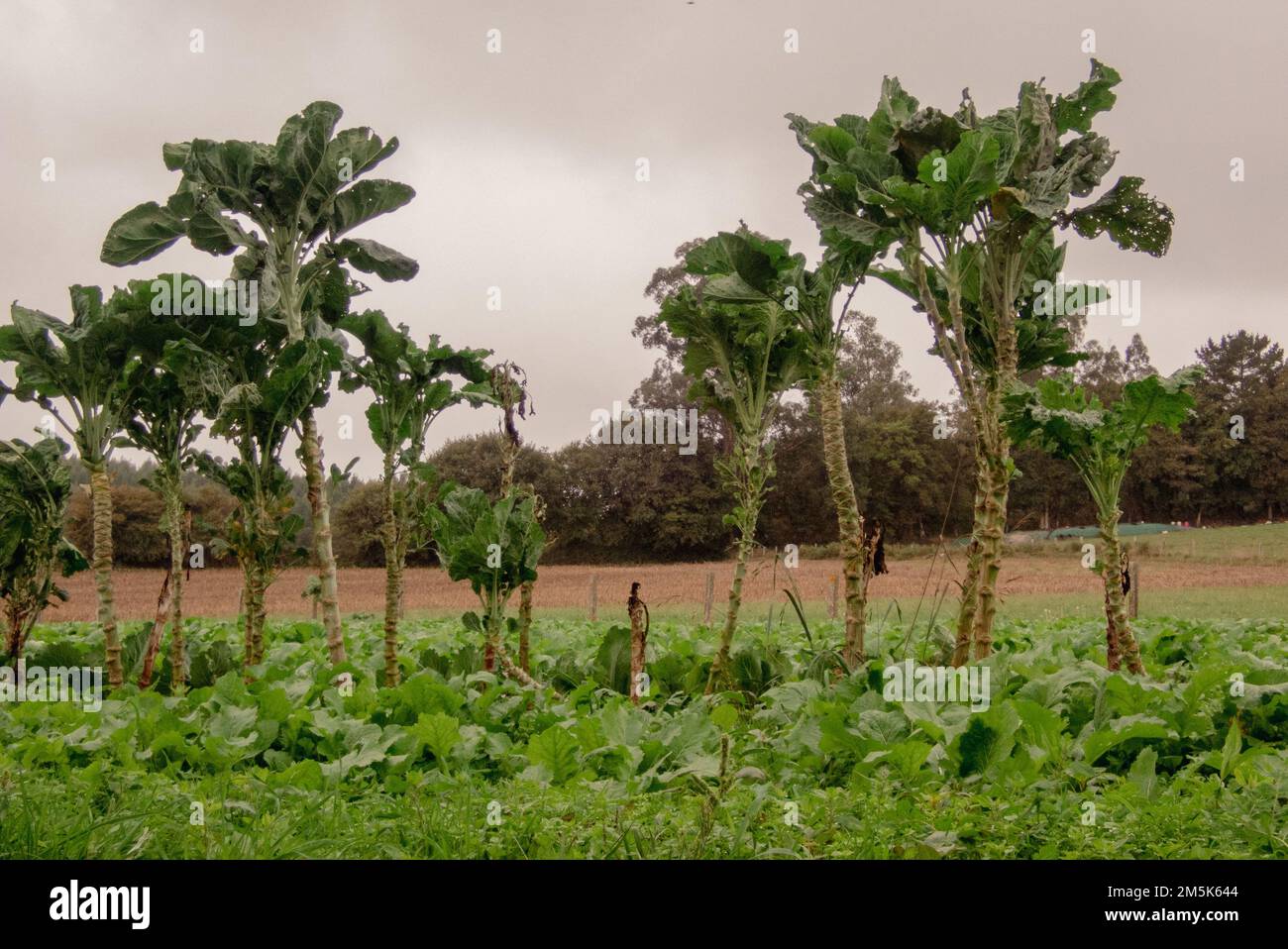 Galician cabbage, a popular dish in the North of Spain, here on a field ...