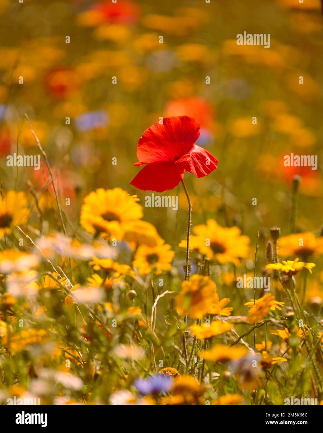 Summer poppies and meadow flowers Stock Photo - Alamy