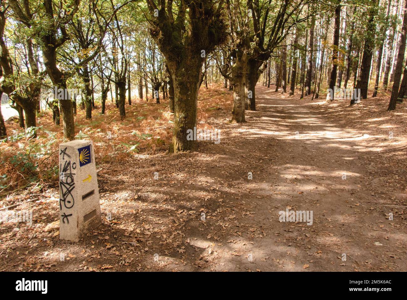 A pleasant walk through shady woods on the Way of St. James near ...