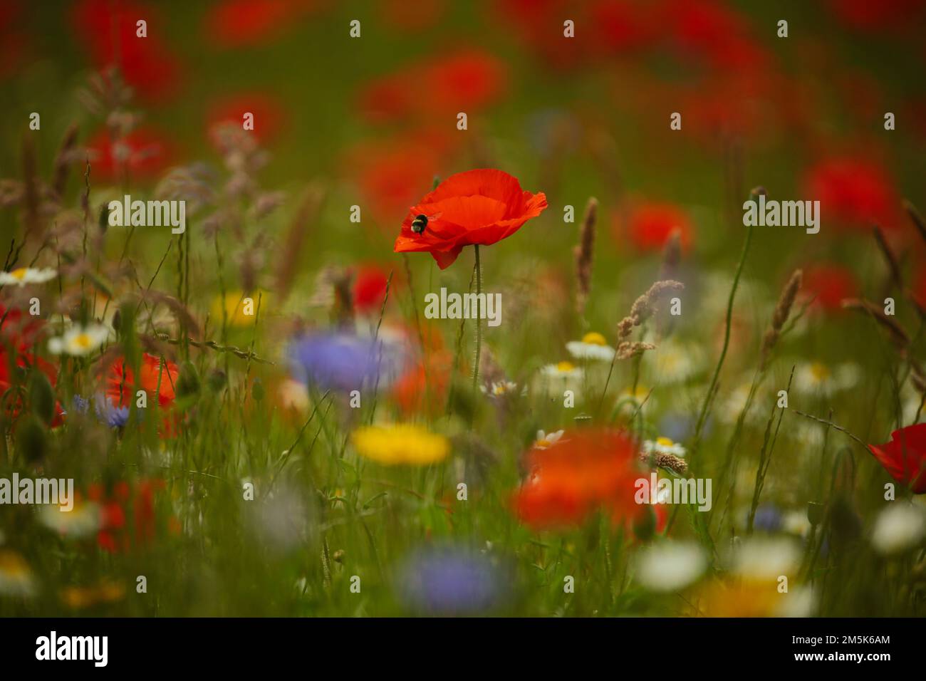 Summer poppies and meadow flowers Stock Photo - Alamy