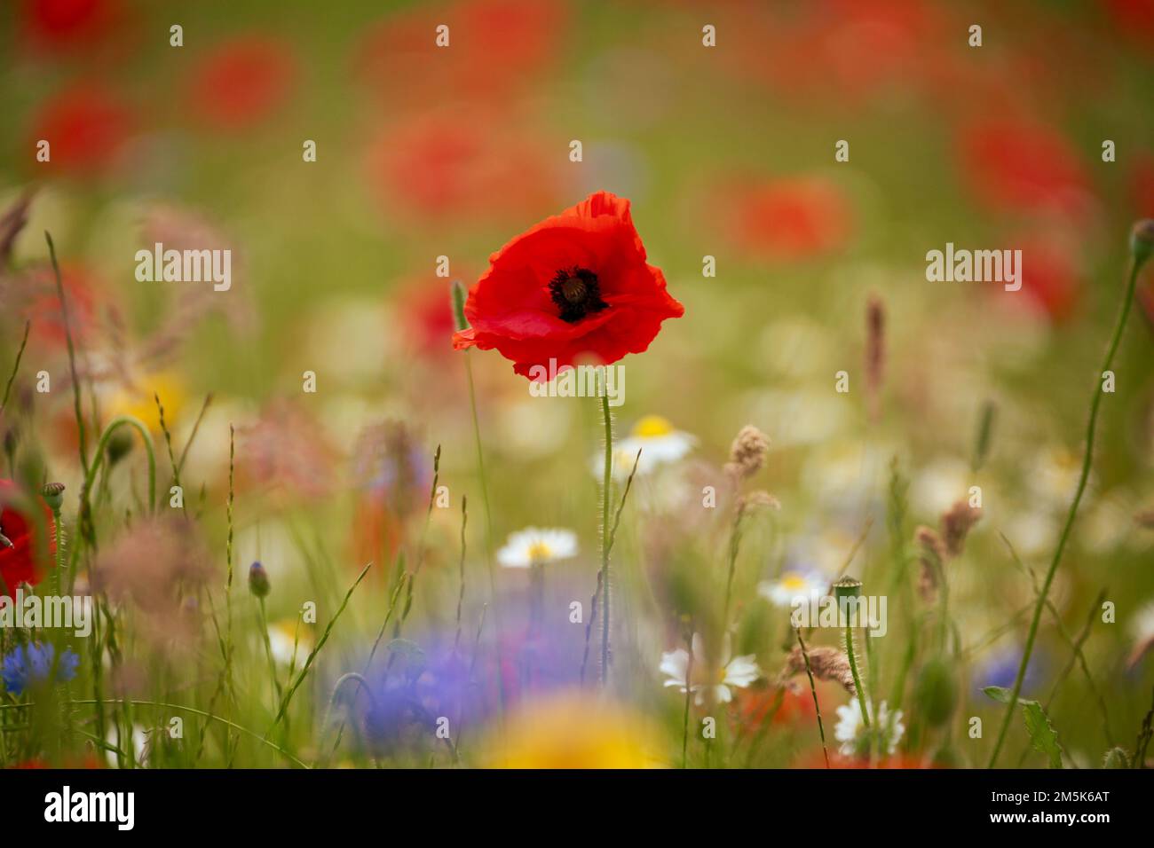 Summer poppies and meadow flowers Stock Photo - Alamy