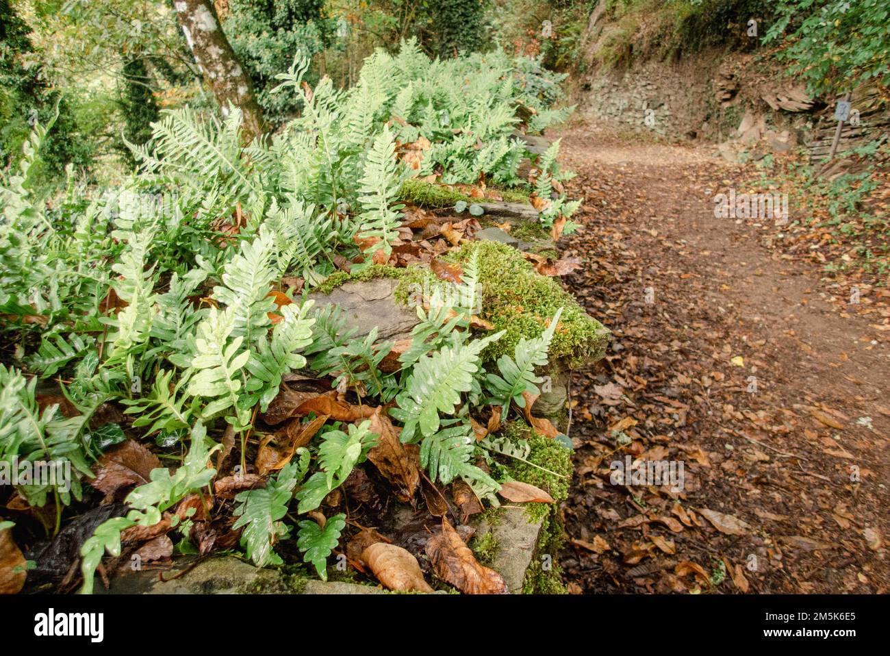 Fern is abundant in the dense forests of Galicia along the historic ...