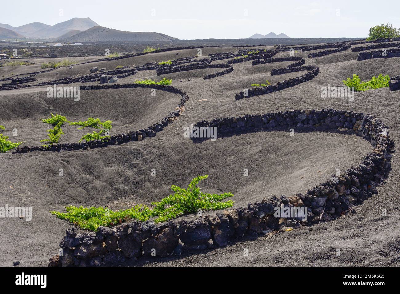 Vineyard in lava rock hi-res stock photography and images - Alamy