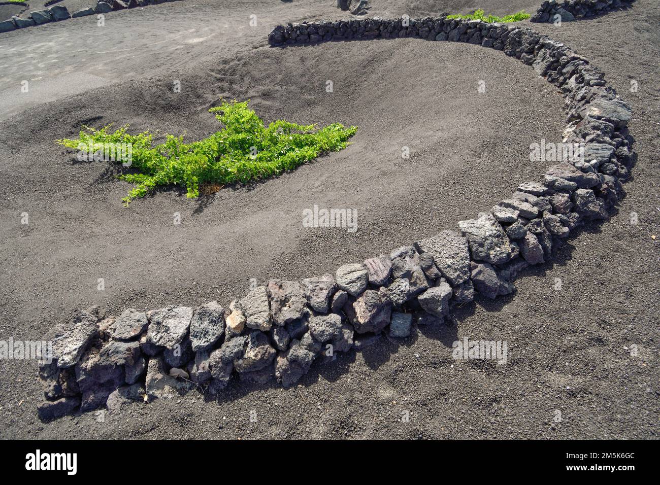 Vineyards in the volcanic rock in La Geria Stock Photo - Alamy
