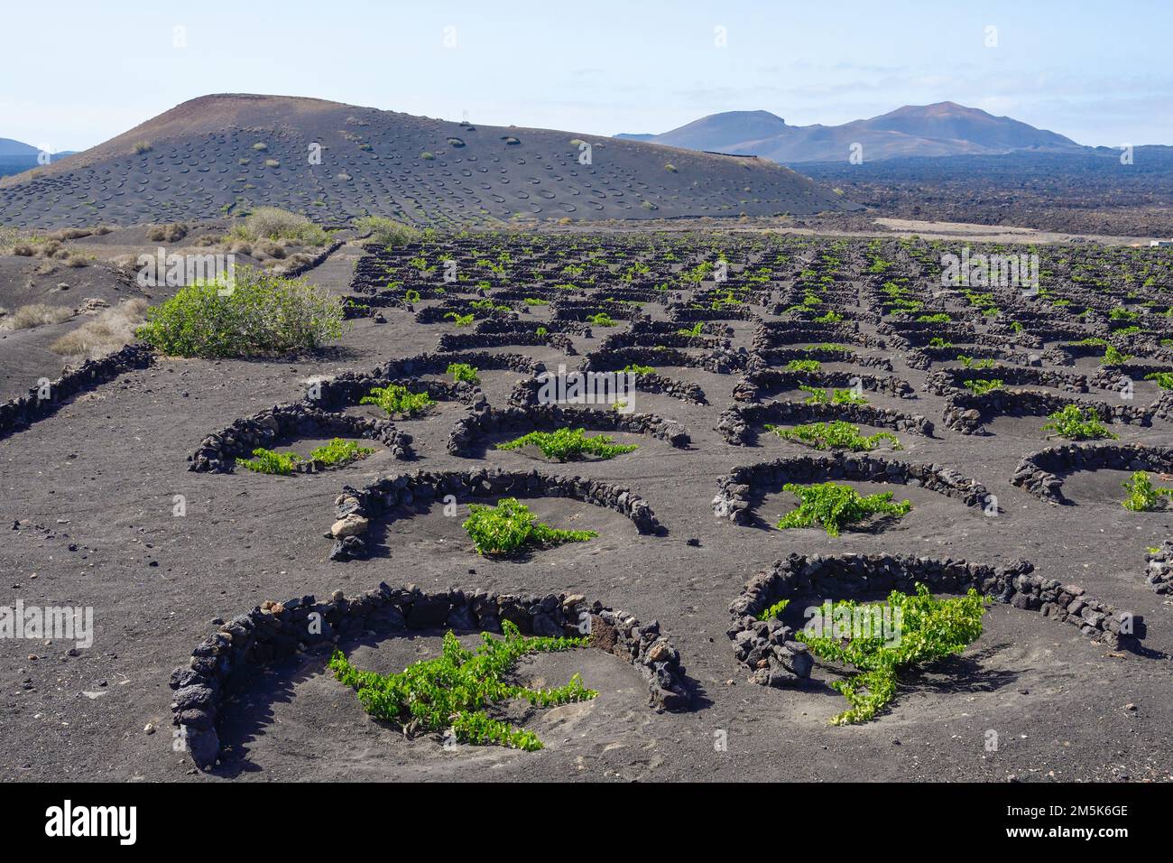 Vineyards in the volcanic rock in La Geria Stock Photo - Alamy