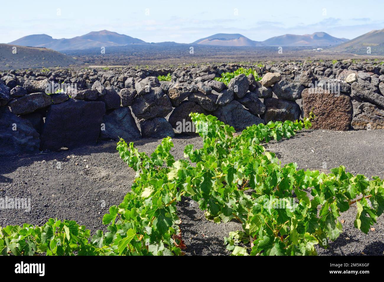 Vineyards in the volcanic rock in La Geria Stock Photo - Alamy