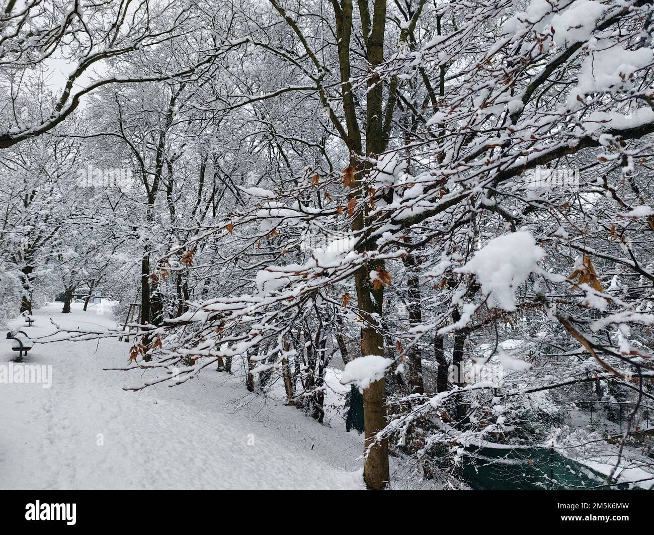 A beautiful view of snow-covered trees in a forest on a cold winter day ...