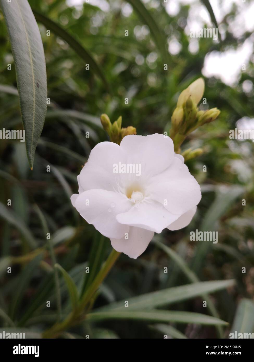 A closeup of a beautiful white Nerium oleander growing in a garden ...