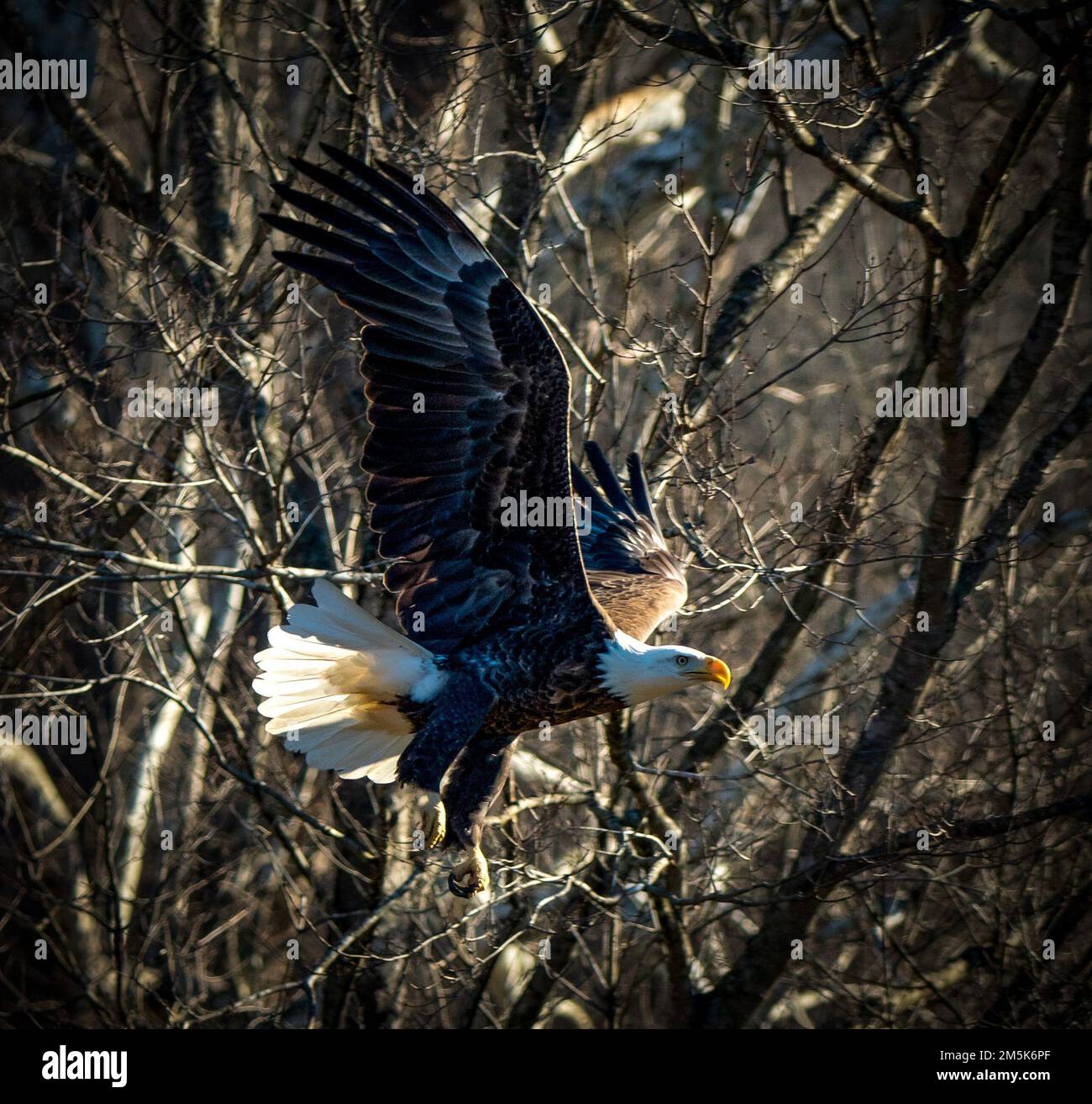 A view of a beautiful Bald eagle flying in a forest with branches in a ...