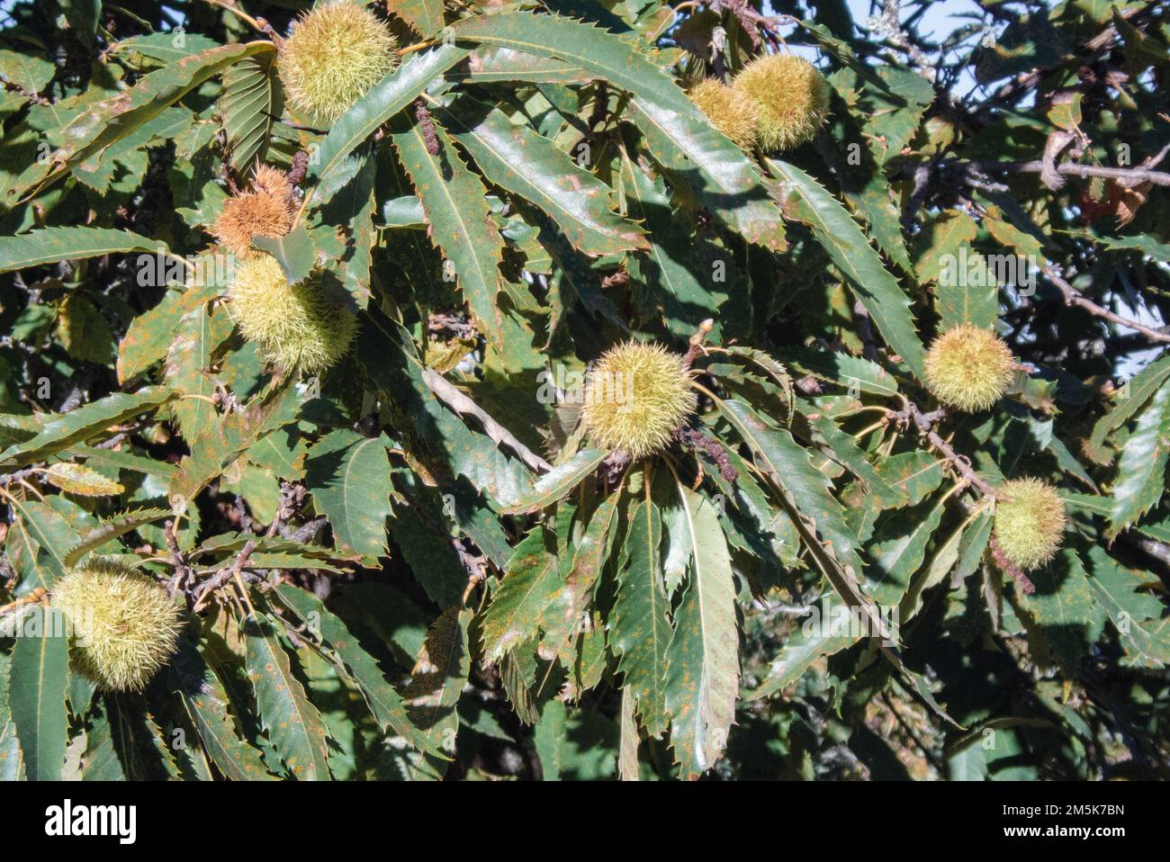 Chestnuts are a common fruit of the Bierzo region and are grown in many ...