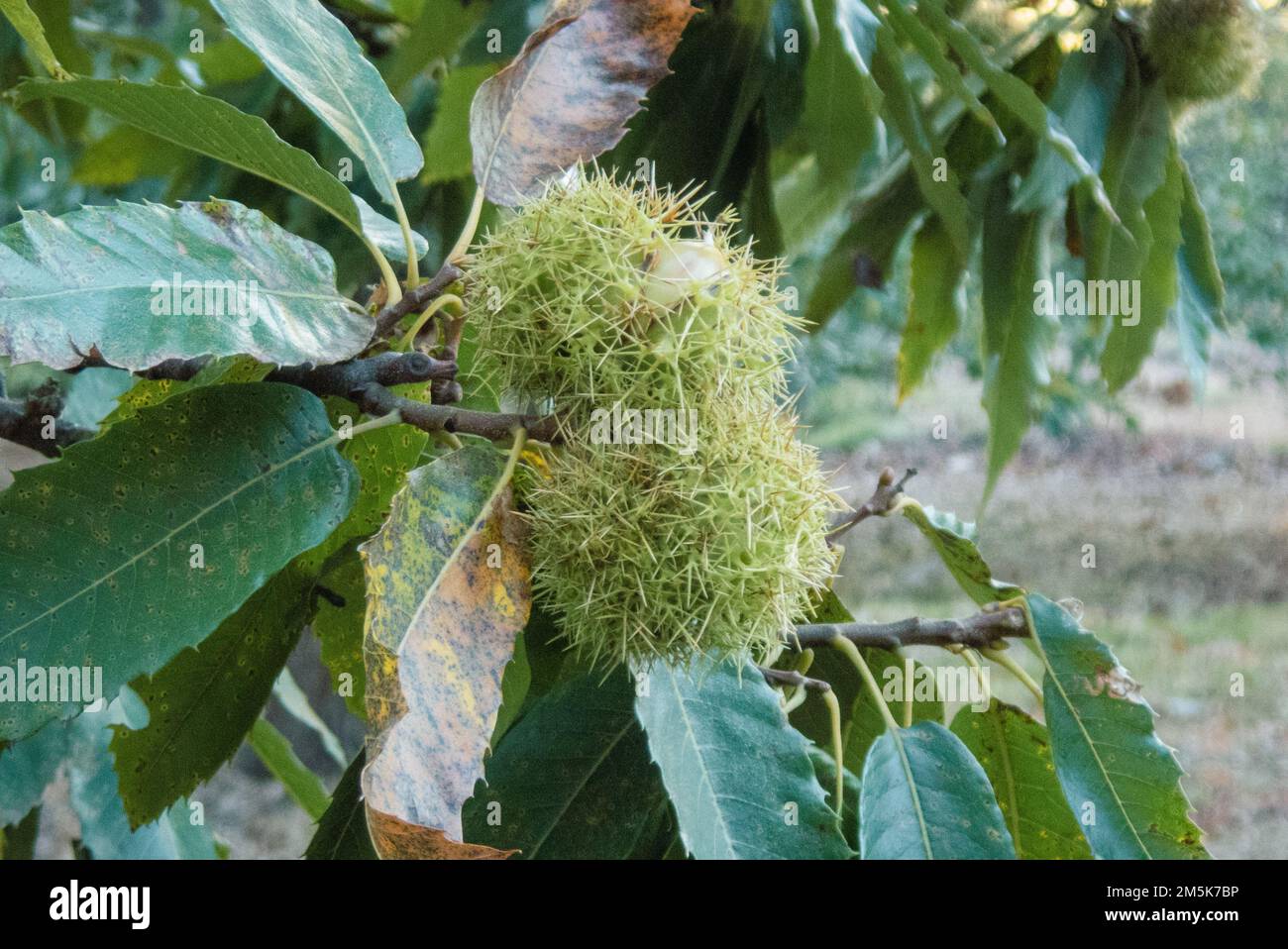 Chestnuts are a common fruit of the Bierzo region and are grown in many ...