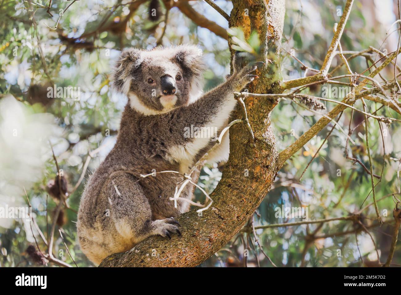 Australia landscape koala bear hi-res stock photography and images - Alamy