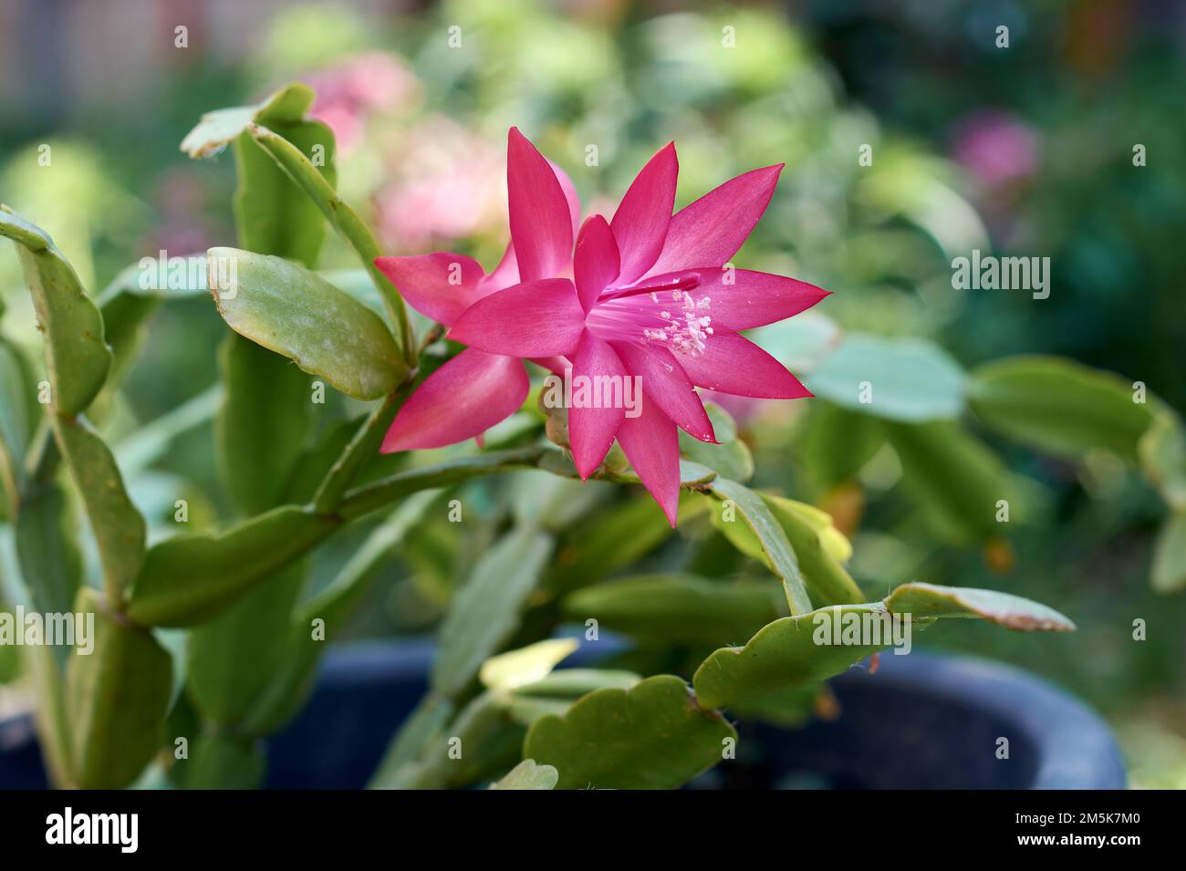 Potted Christmas cactus or Thanksgiving cactus (Schlumbergera Truncata ...