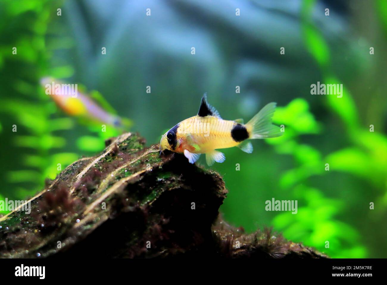 Corydoras panda in freshwater aquarium tank Stock Photo - Alamy