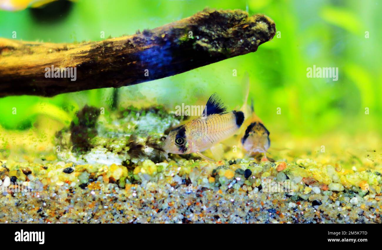 Panda cory corydoras panda hi-res stock photography and images - Alamy