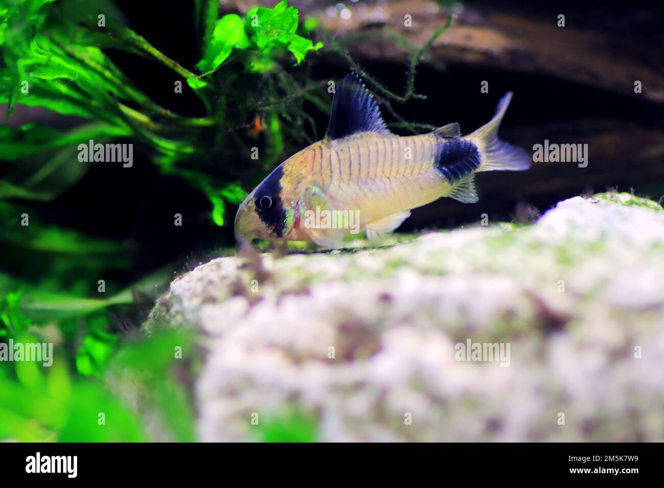 Corydoras panda in freshwater aquarium tank Stock Photo - Alamy