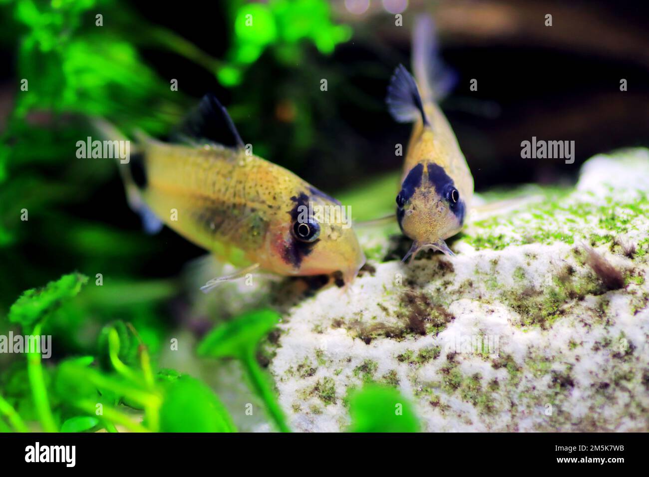 Corydoras panda in freshwater aquarium tank Stock Photo - Alamy