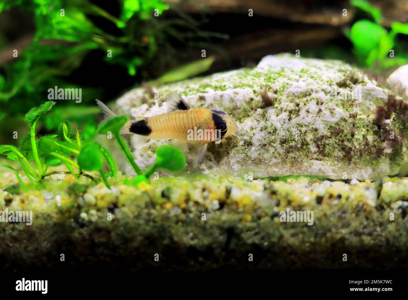 Panda corydoras hi-res stock photography and images - Alamy