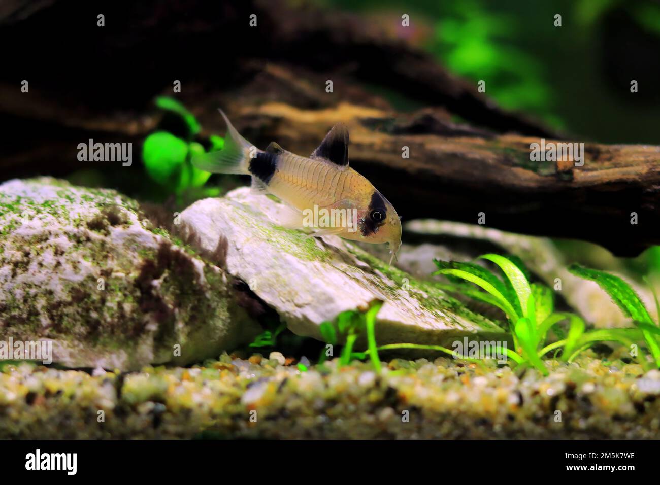 Corydoras panda in freshwater aquarium tank Stock Photo - Alamy