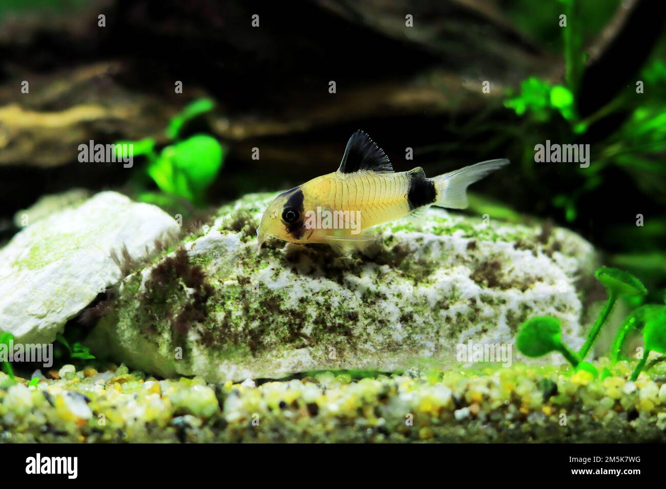 Corydoras panda in freshwater aquarium tank Stock Photo - Alamy