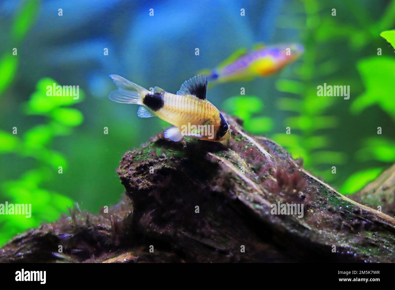 Corydoras panda in freshwater aquarium tank Stock Photo - Alamy