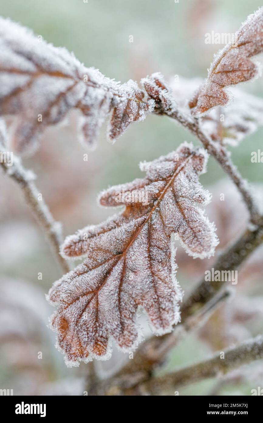 Close shot of frost-covered dying Oak / Quercus leaf in early morning ...