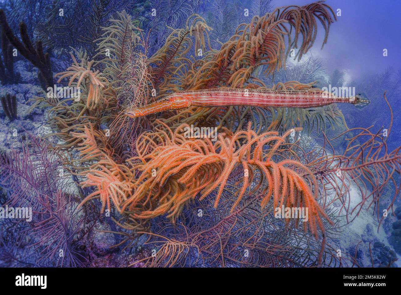 Pipe near fish hi-res stock photography and images - Alamy