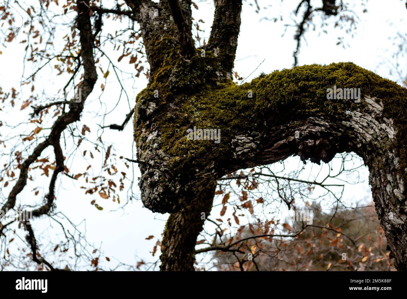 Trees in the forest, Antalya mounts, Turkey nature. High quality photo ...