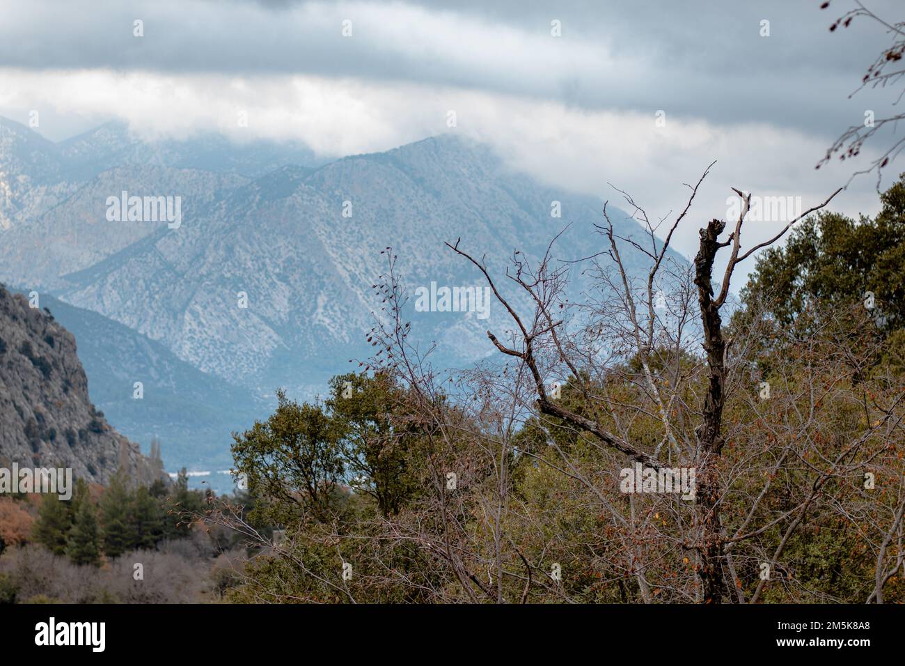 Trees in the forest, Antalya mounts, Turkey nature. High quality photo ...