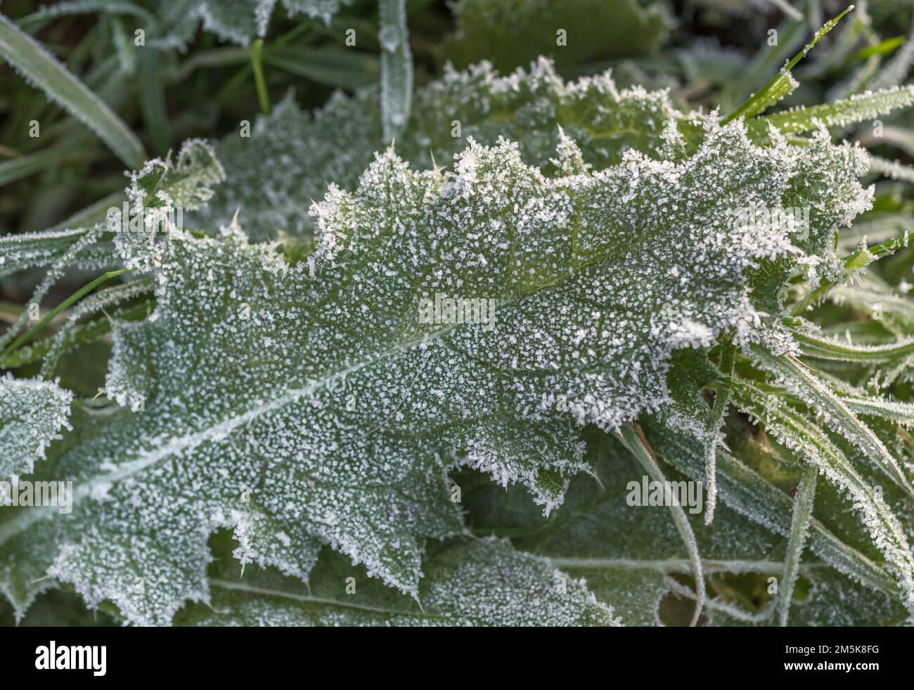 Close shot of thistle leaf covered by frost / ice crystals during UK ...