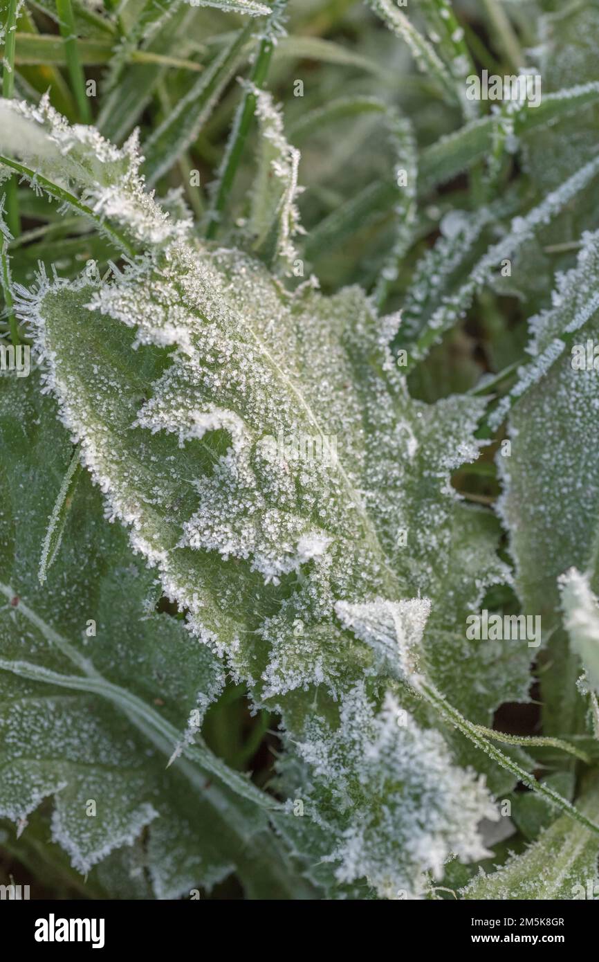 Frosty thistle leaves hi-res stock photography and images - Alamy