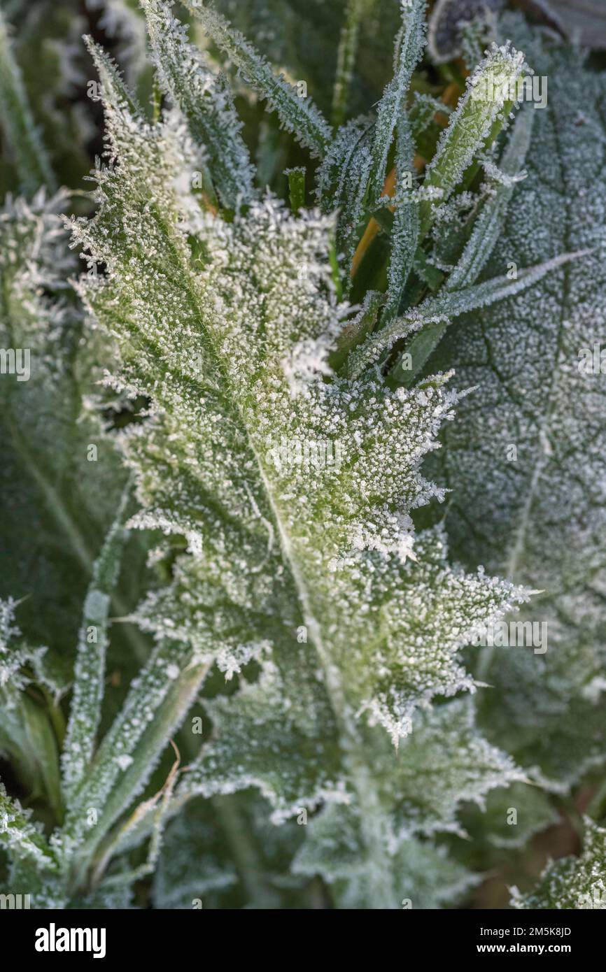 Frosty thistle leaves hi-res stock photography and images - Alamy