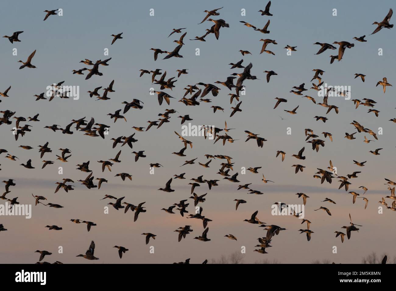 A flock of Mallard and Northern Pintail Ducks taking flight on a cold ...