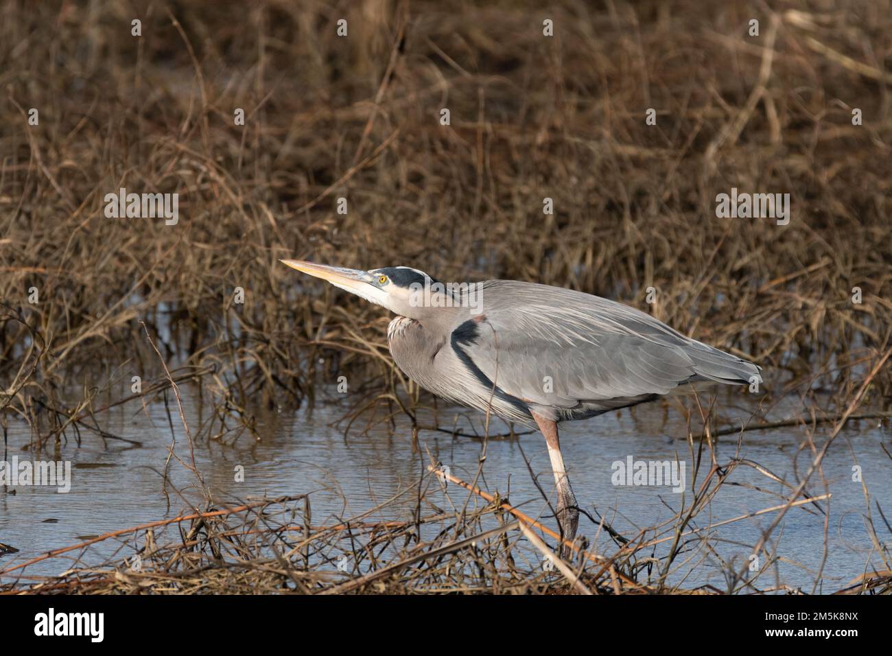 A Great Blue Heron looking up at something overhead while standing in a ...
