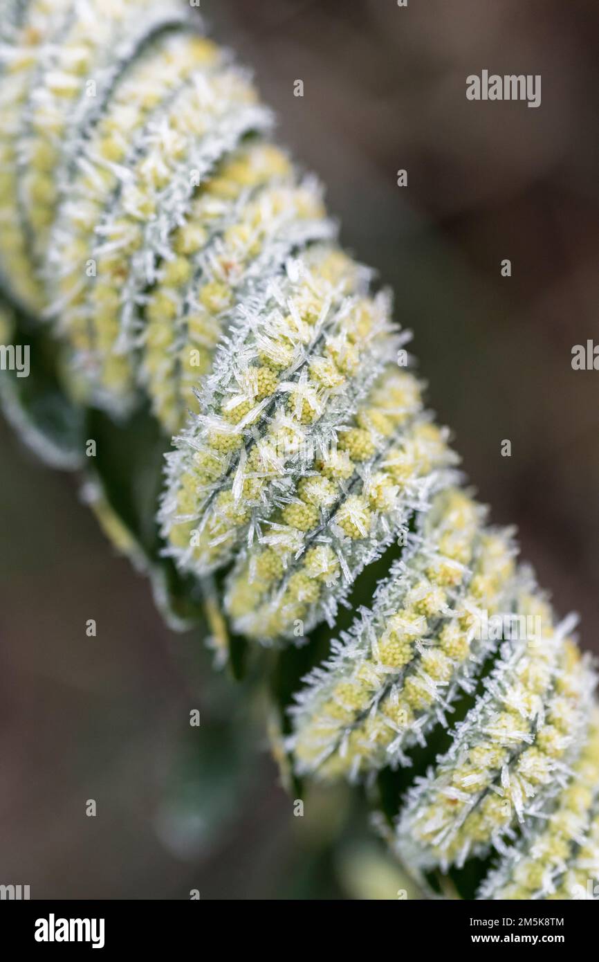 Fern sori frozen hi-res stock photography and images - Alamy