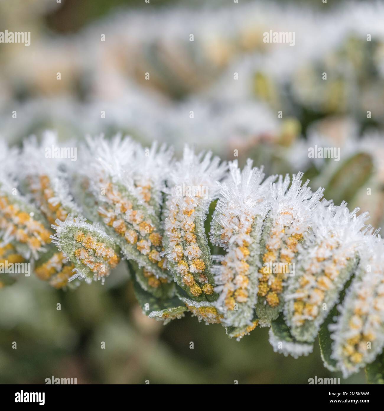 Fern sori frozen hi-res stock photography and images - Alamy