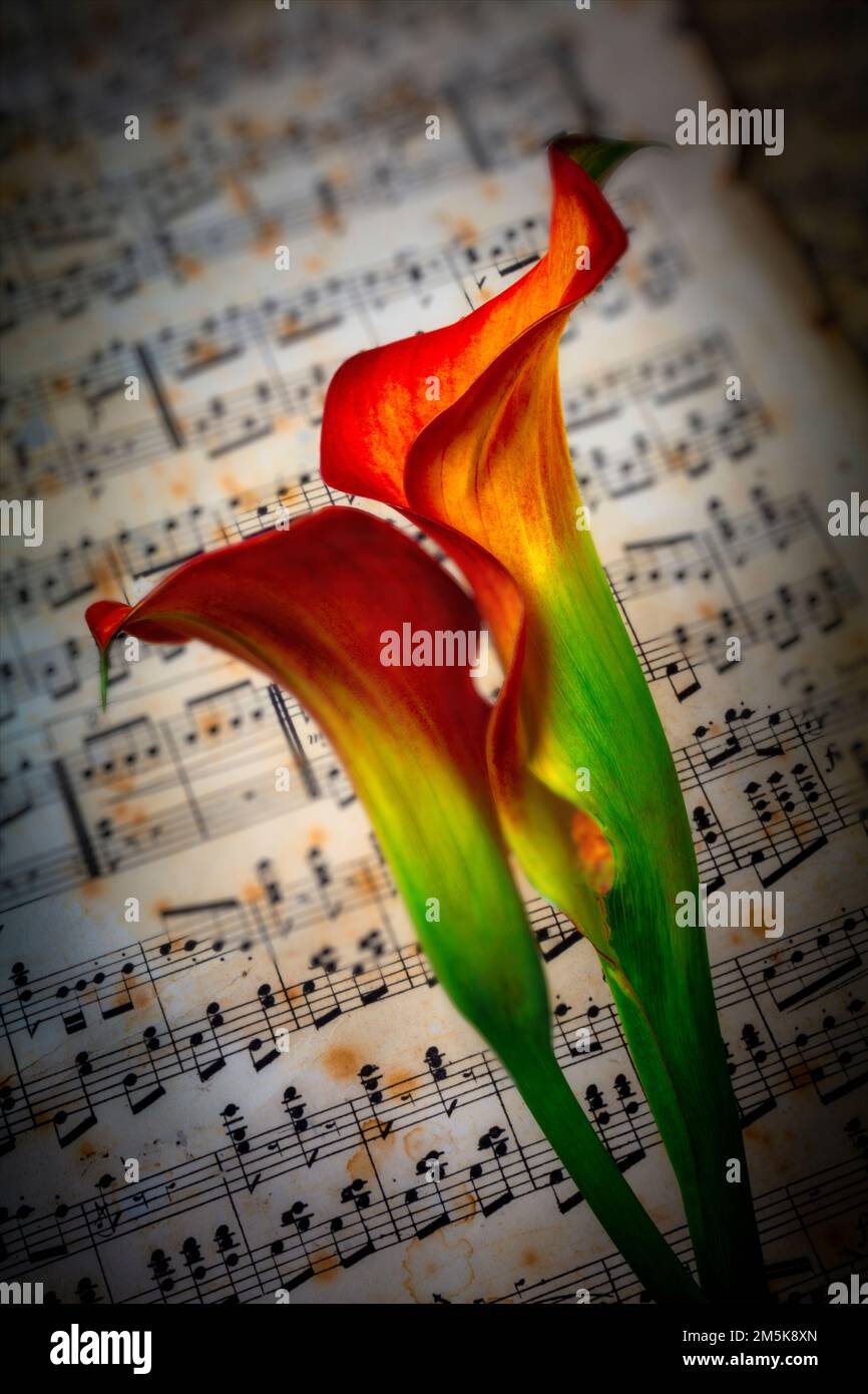 Calla lillies And Sheet Music Still Life Stock Photo - Alamy