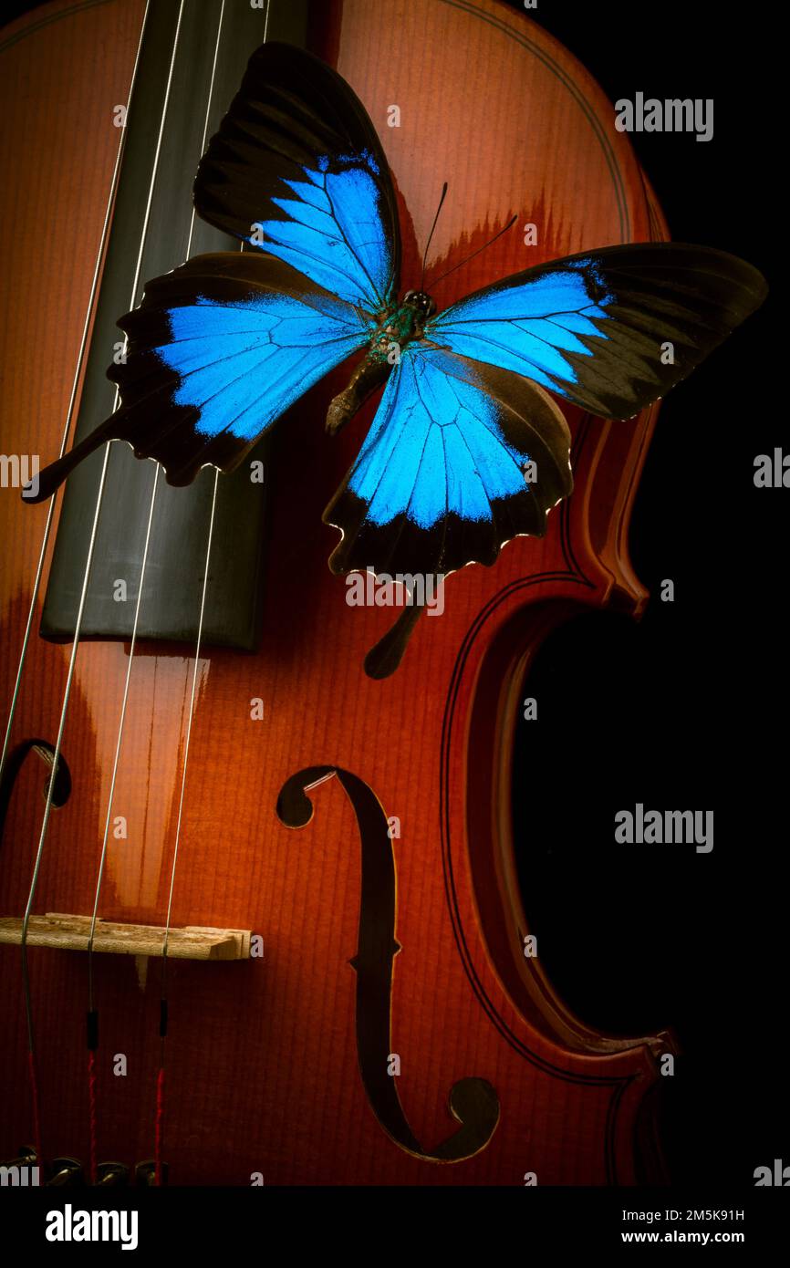 Blue Butterfly On Beautiful Violin Still Life Stock Photo - Alamy